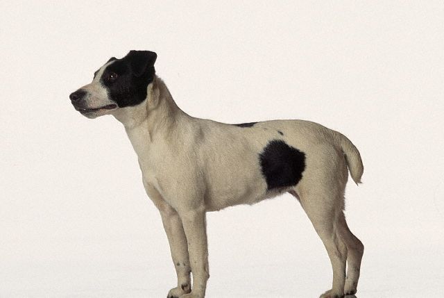 Terrierman's Daily Dose: Evolution of Terrier Breeds