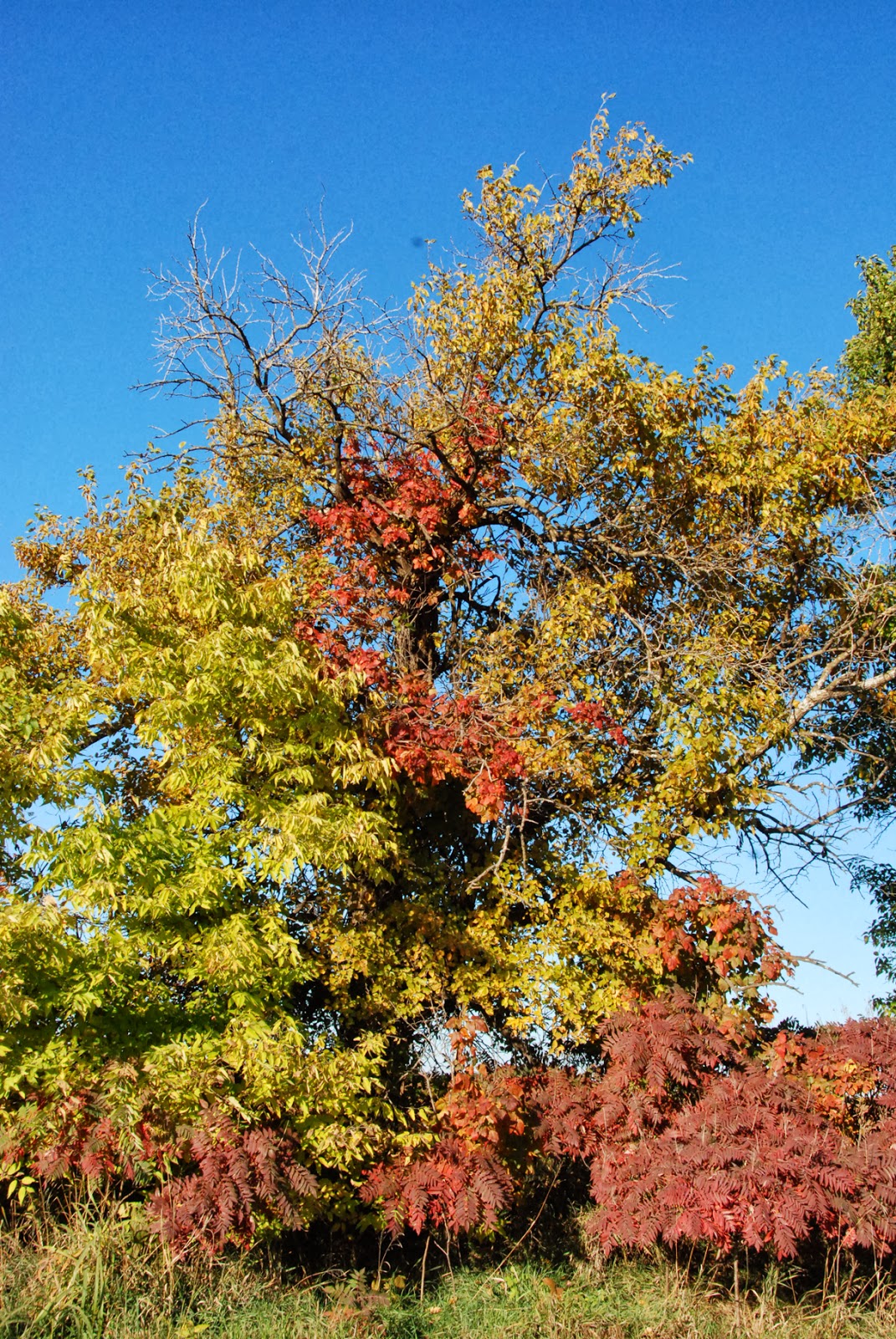 Gaia Garden: Colorful Kansas