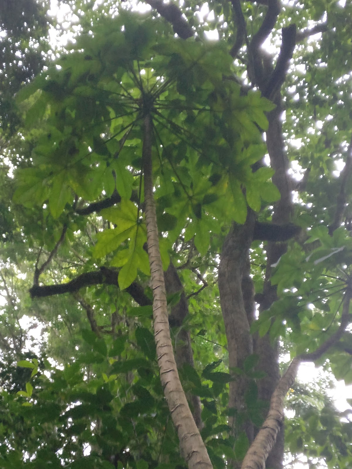 Exploring Longwood Shola Reserve Forest, Kotagiri