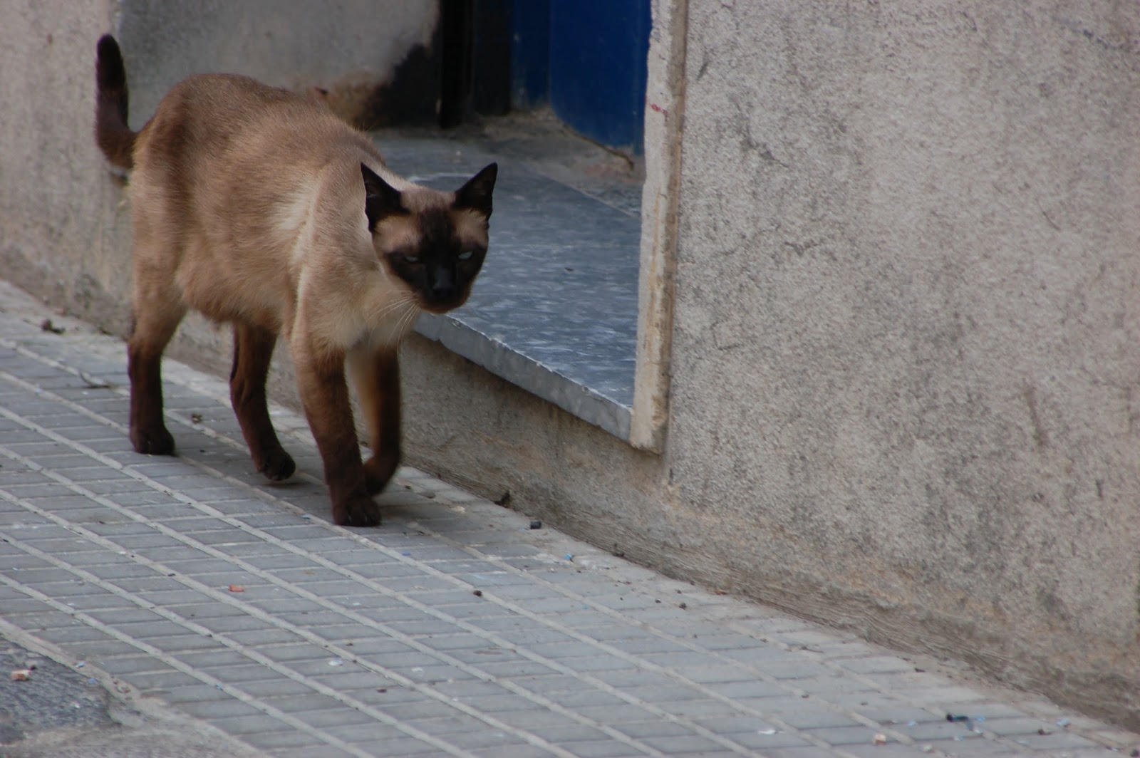 Can it happen here?: Friday cat blogging: Spanish city cats