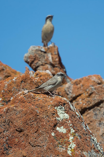 Mongolia - 16th May (Day 9) - Ikht Bogd Uul and to Kholboolj Lakes near ...