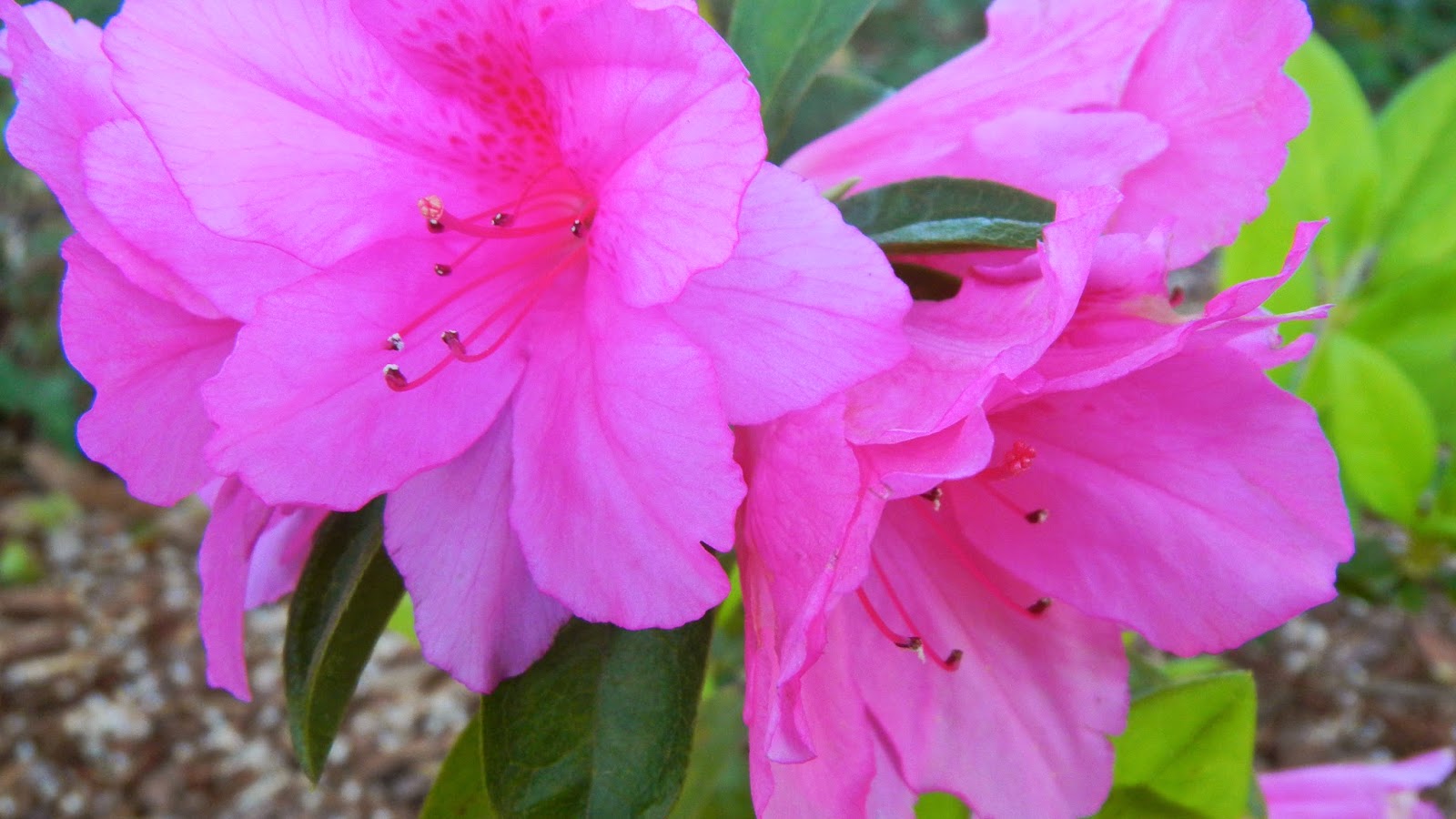 The Traveling Gardener: Southern Charm