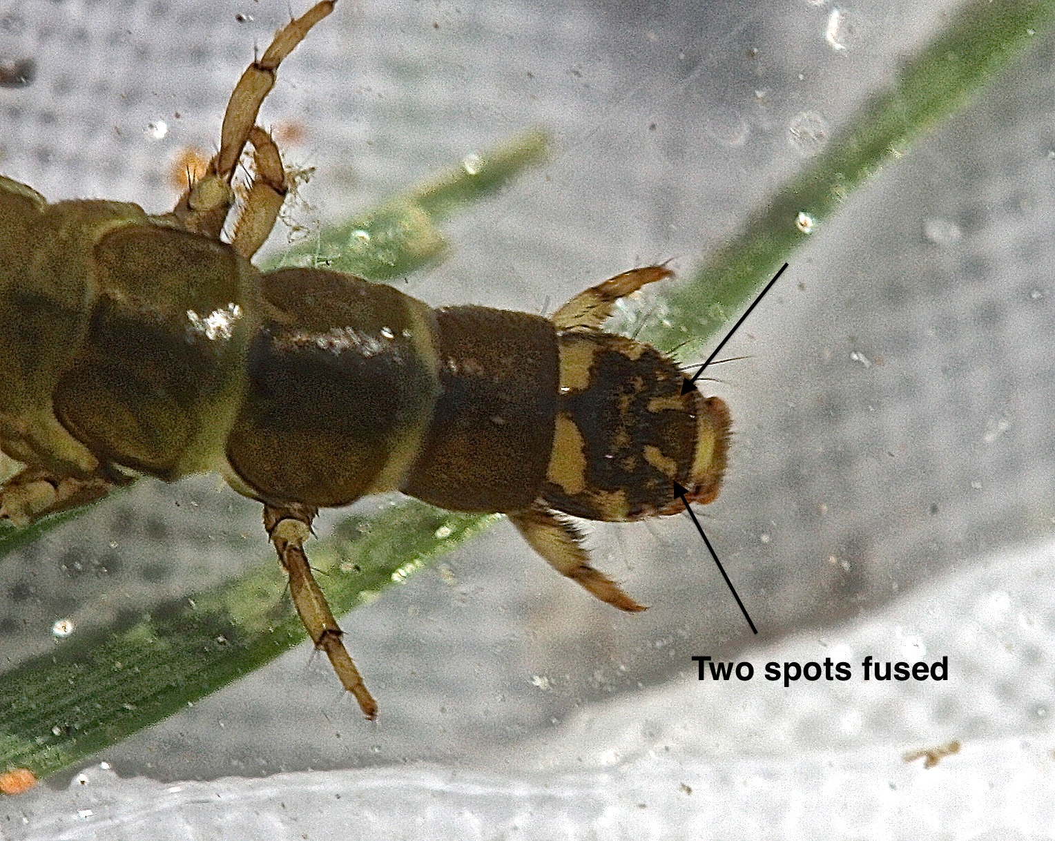 Aquatic Insects of Central Virginia: Hydropsyche rossi, Hydropsyche ...