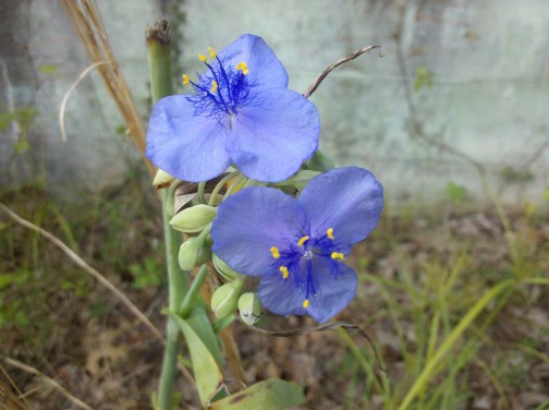 Divinebunbun's Rugged Rural Missouri: A Wealth of Blue Wildflowers