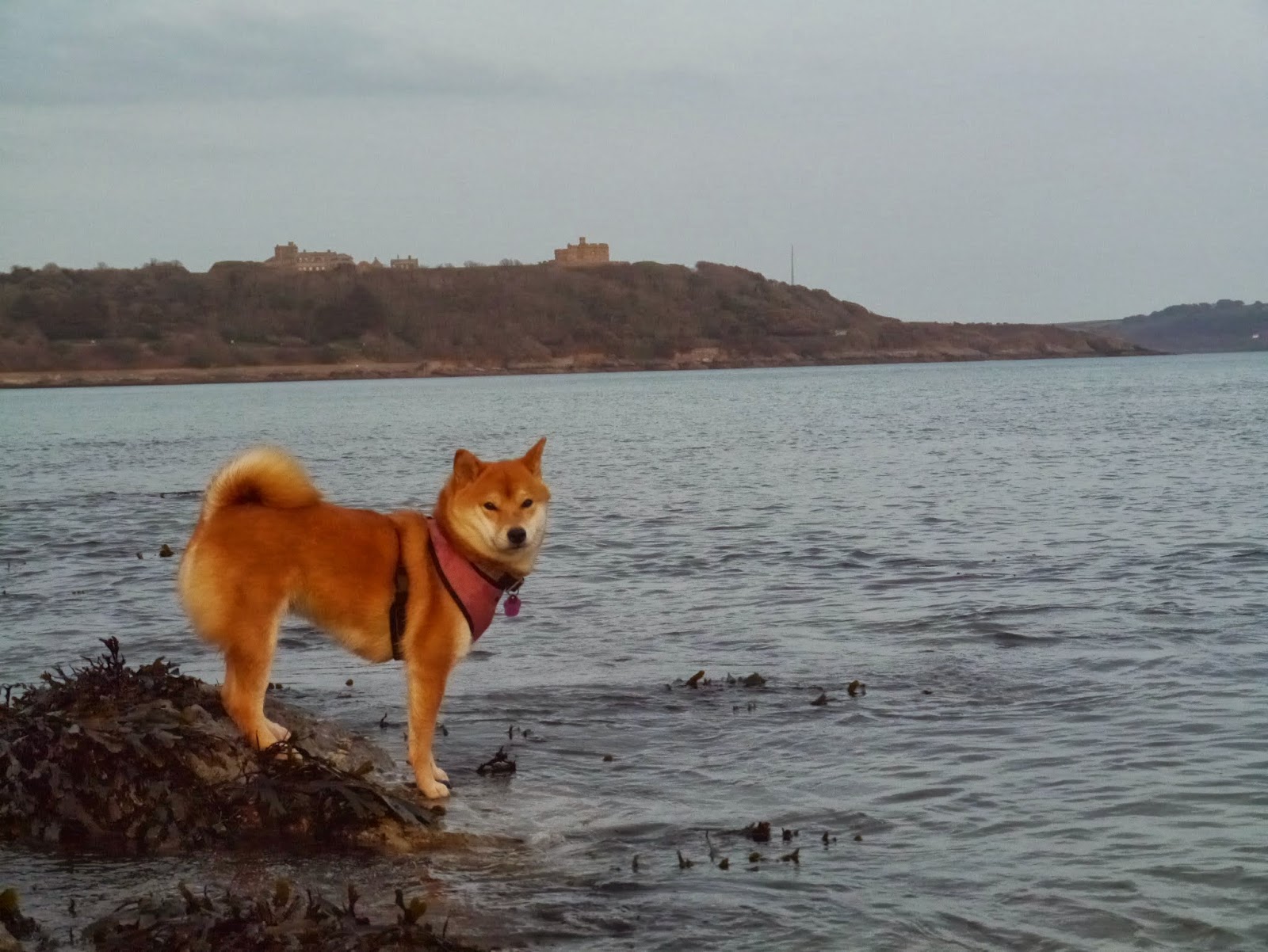 Obi Chan Shinobi san