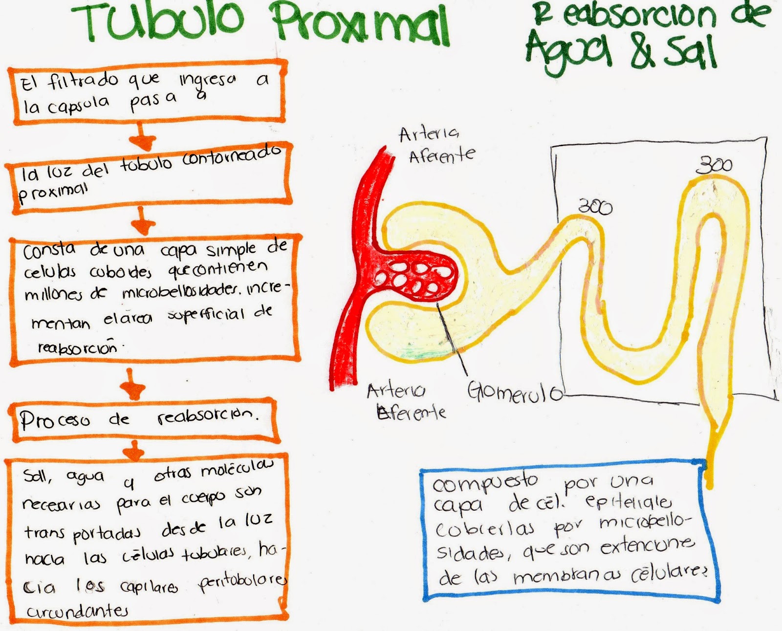 Blog de Fisiologia de Ana Virginia Medina Rodríguez II: túbulo proximal ...