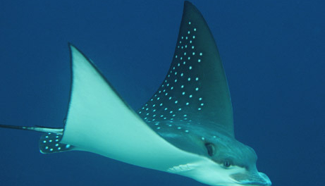 Fishes Images: Ray Fish