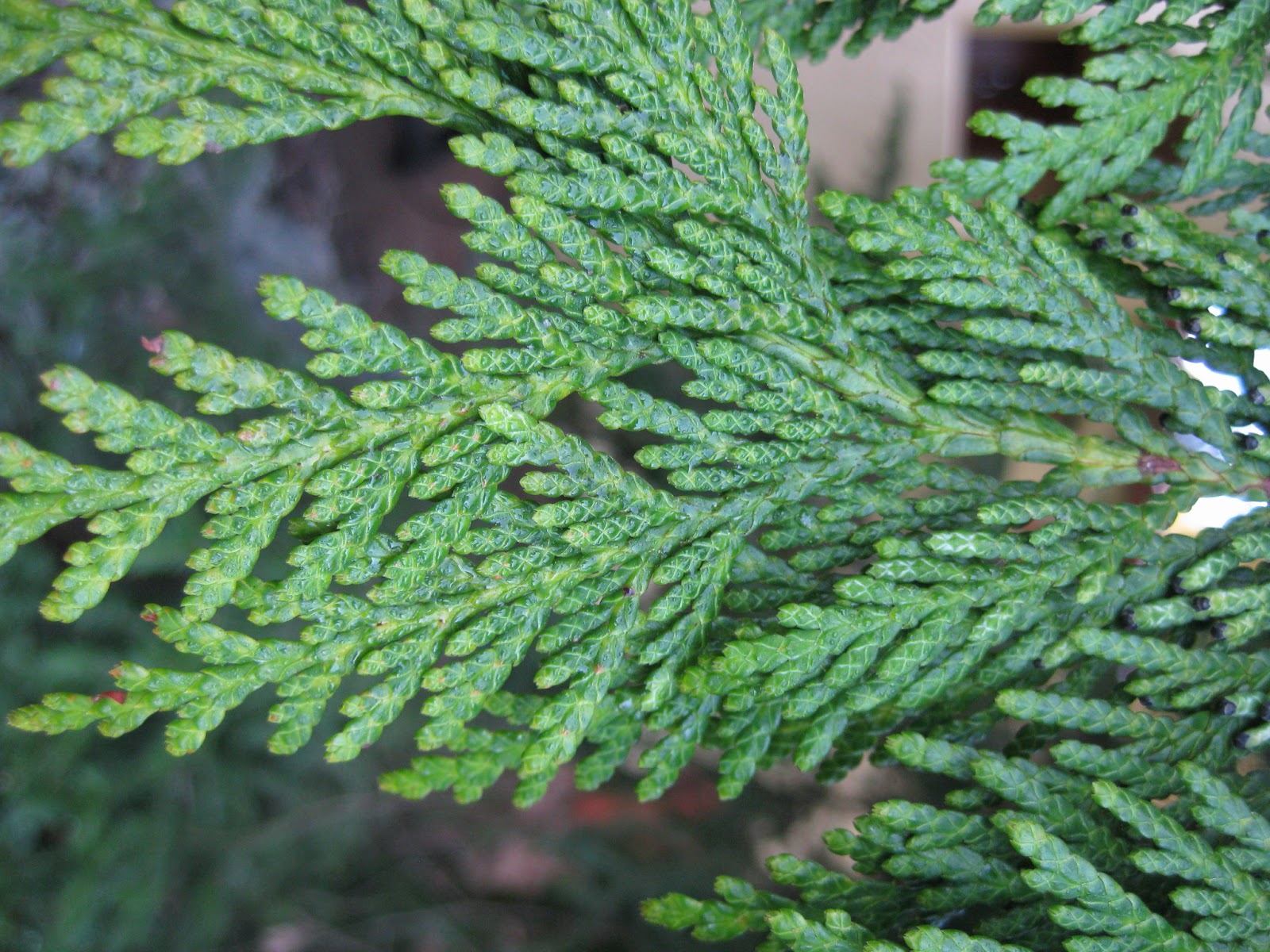 Trees of Santa Cruz County: Thuja plicata - Western Red Cedar