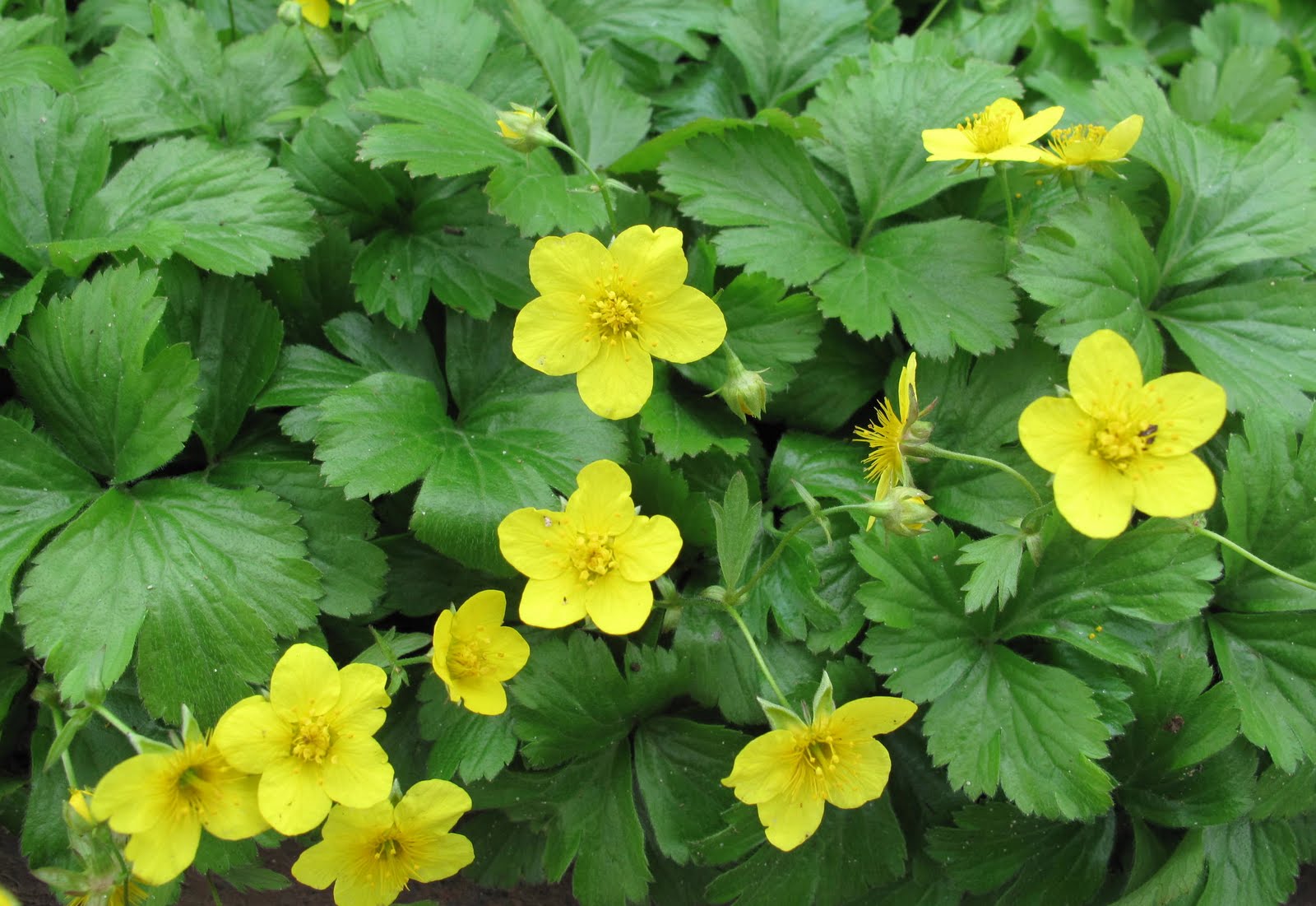 Now Showing Near You: Wildflowers: April 27, 2011 Is a garden a natural ...