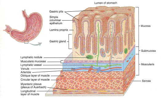 NUTRITION SCIENCE: The roles and functions of mucosal cells