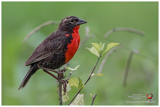 Azuero's Painted Parakeet (Pyrrhura eisenmanni)