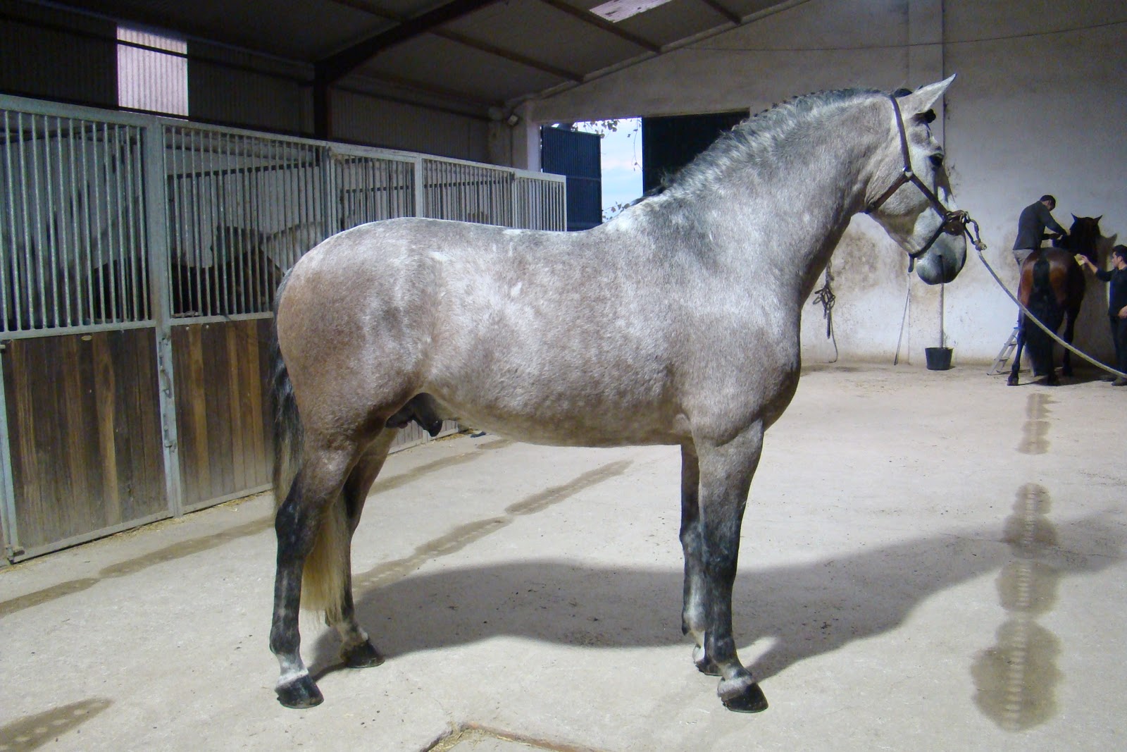 DRESSAGE MANUEL FONDON