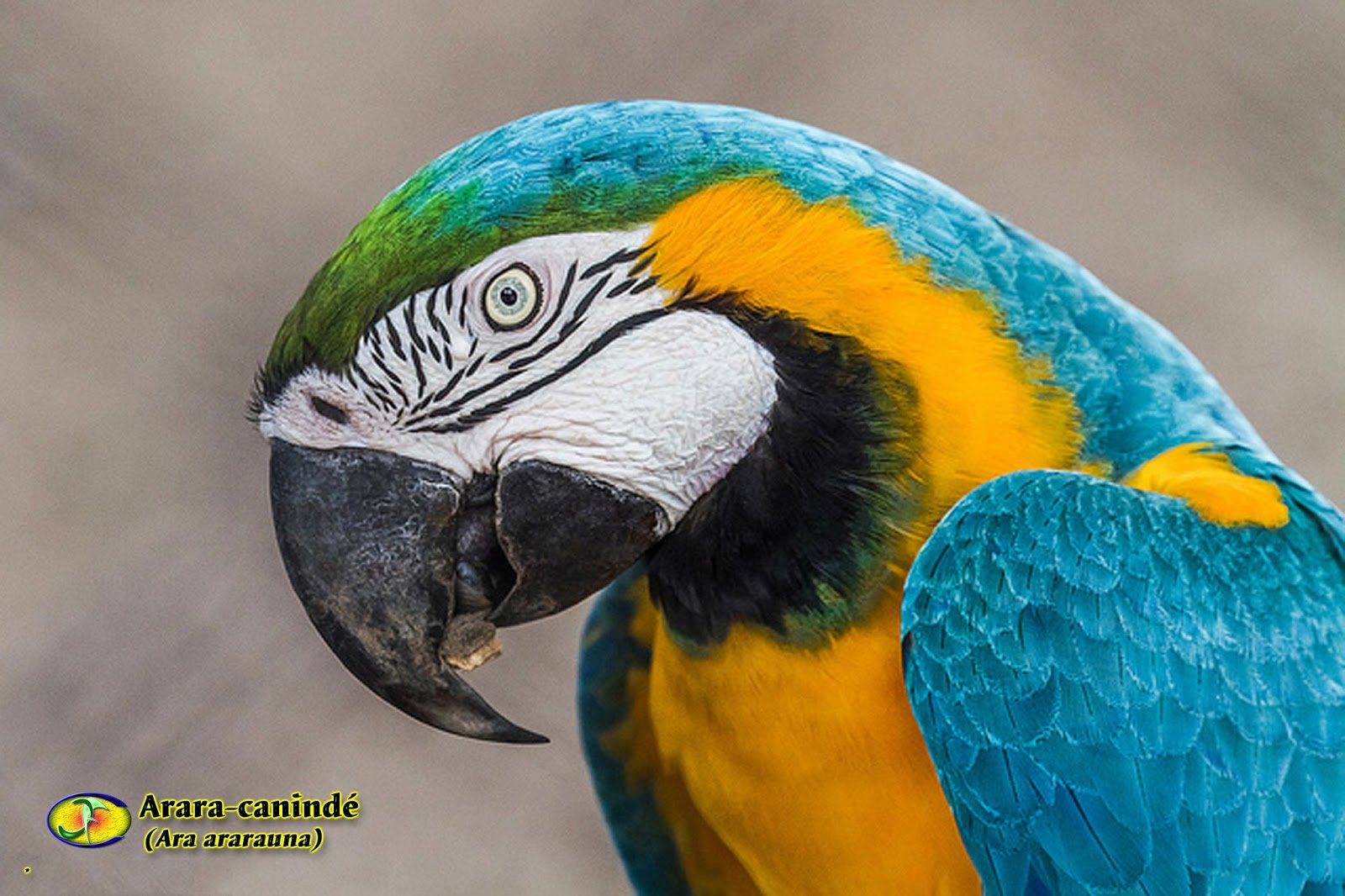 Zoologia: Arara-canindé (Ara ararauna)