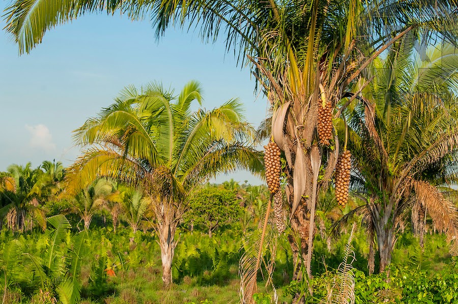ASSOCIAÇÃO DE EXTRATIVISTAS DO MORRO DOS CABOCLOS: COCO BABAÇU E SUA ...
