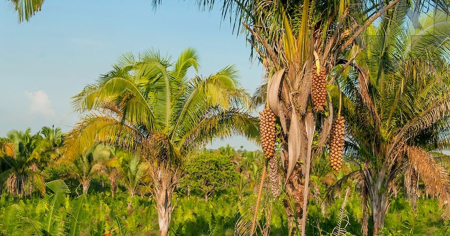ASSOCIAÇÃO DE EXTRATIVISTAS DO MORRO DOS CABOCLOS: COCO BABAÇU E SUA ...
