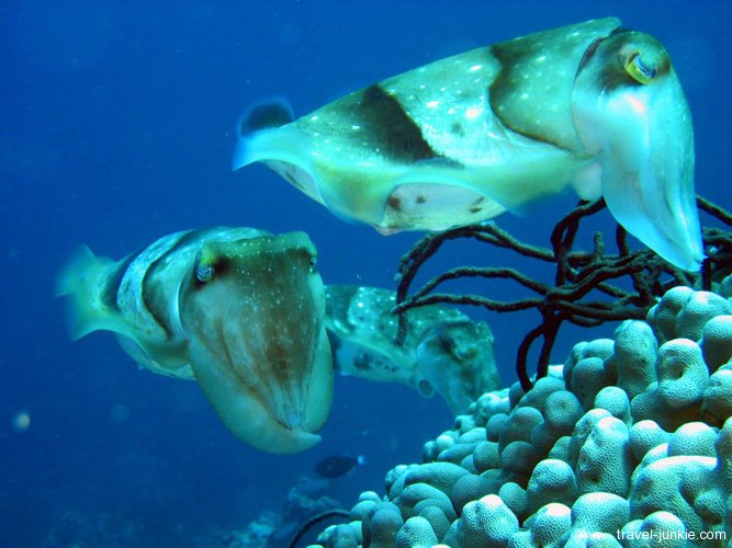 Cuttlefish | Animal Wildlife