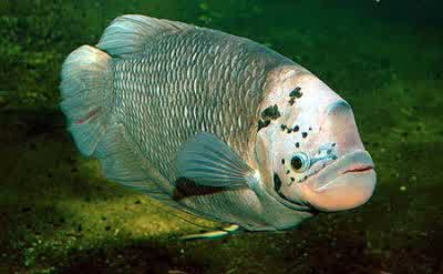 Complete Guide In Aquaculture Of Carp Fish For Maximum Results