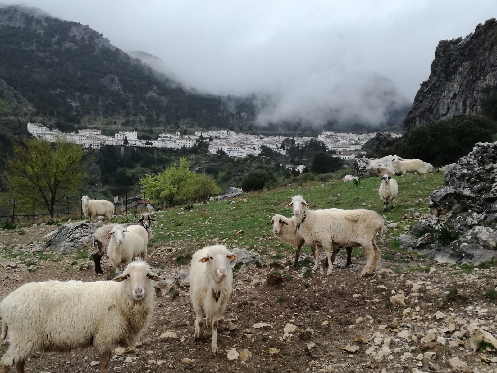 Radio Grazalema: La Consejería de Agricultura trabaja en la mejora de ...