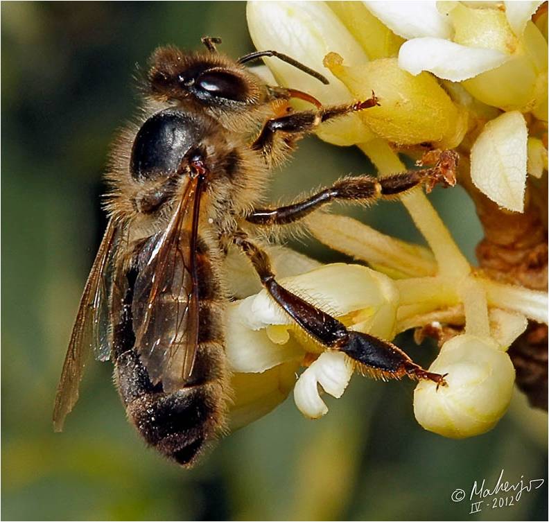 Biodiversidad Costa Granadina y ... (Fauna): Abeja melífera (Apis ...