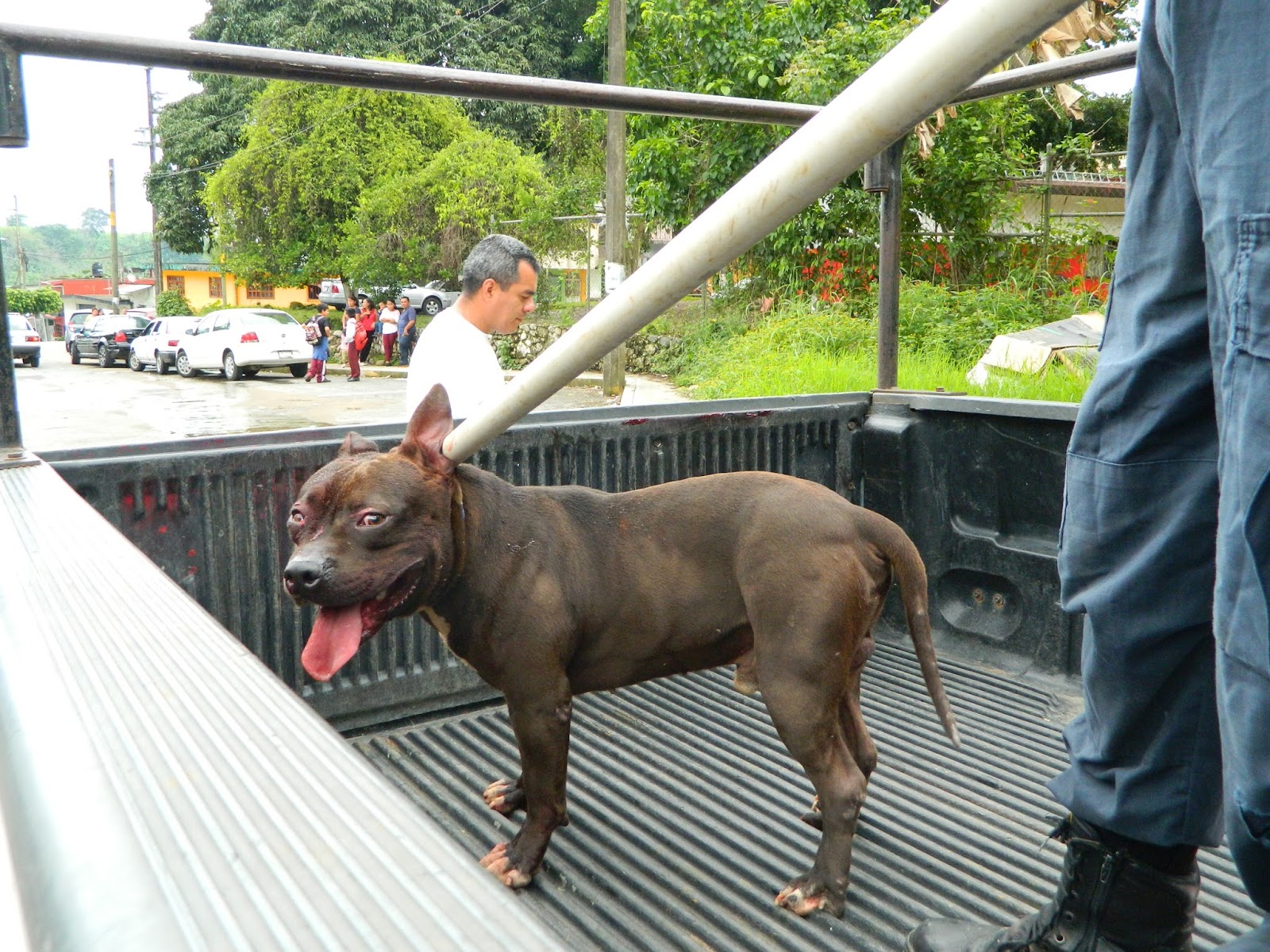 NOTICIAS TLAPACOYAN : Perros de ataque lesiona a niña