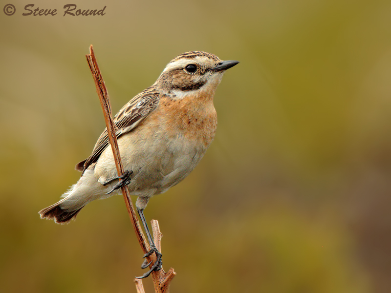 Steve Round Wildlife Photography: Chatting on the Moors