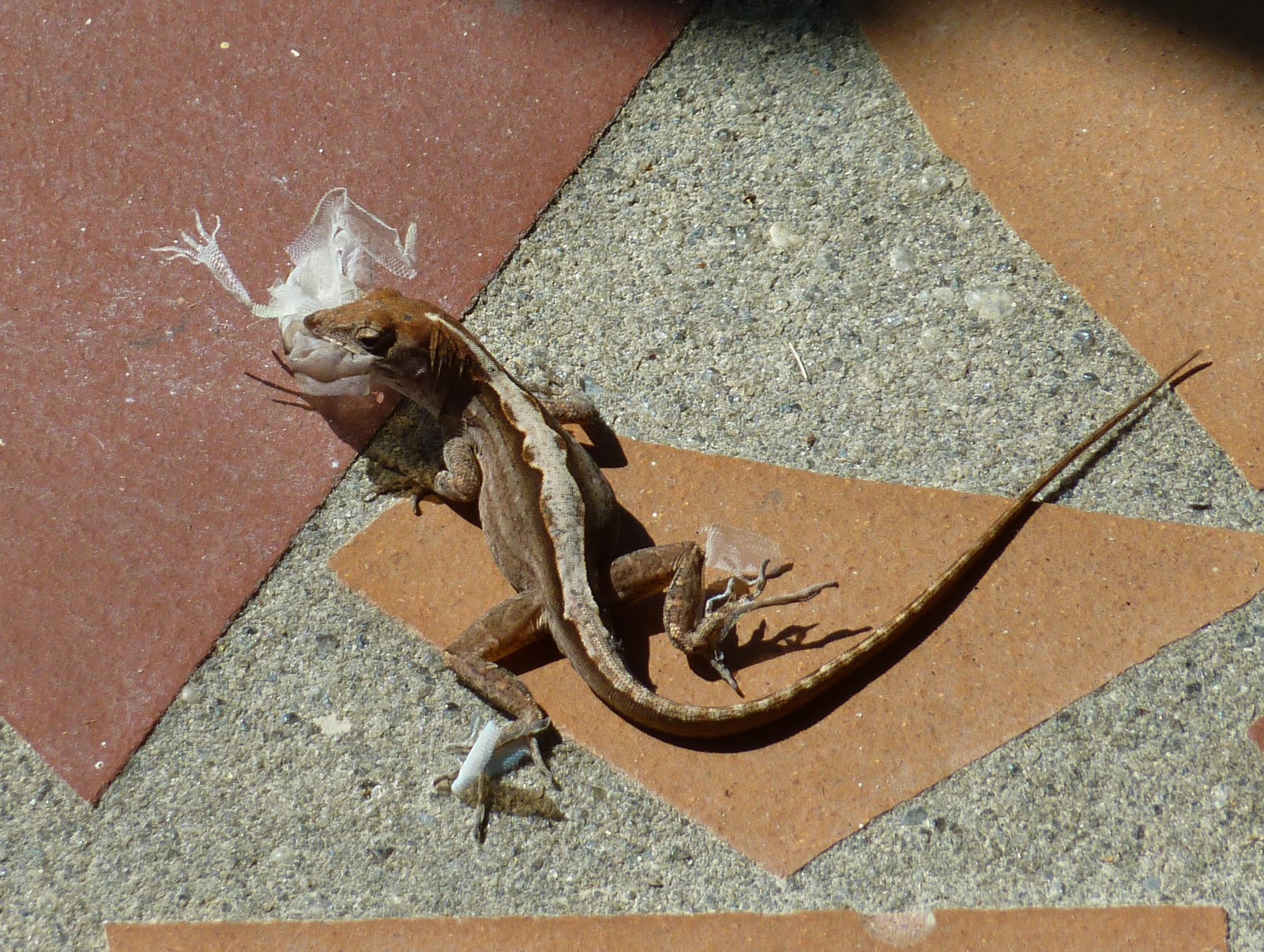 Between the Lines: The Lizard Skin