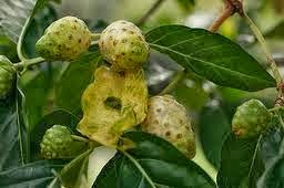 Benefits and Efficacy of Noni Leaf