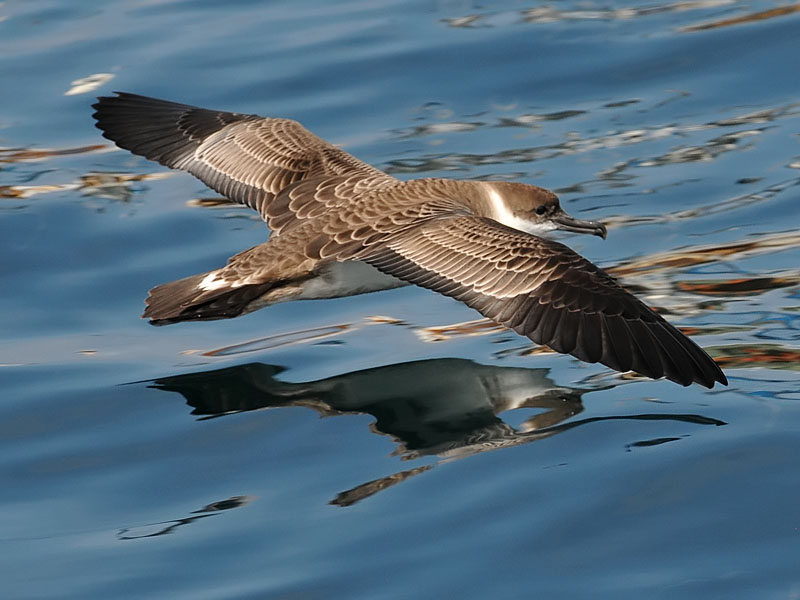 Nature Cameos: Great Shearwater, simply beautiful