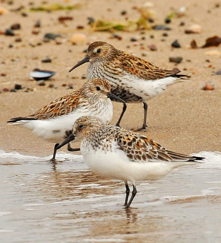 Brian Rafferty...Wildlife Photographer: Summer Sanderling
