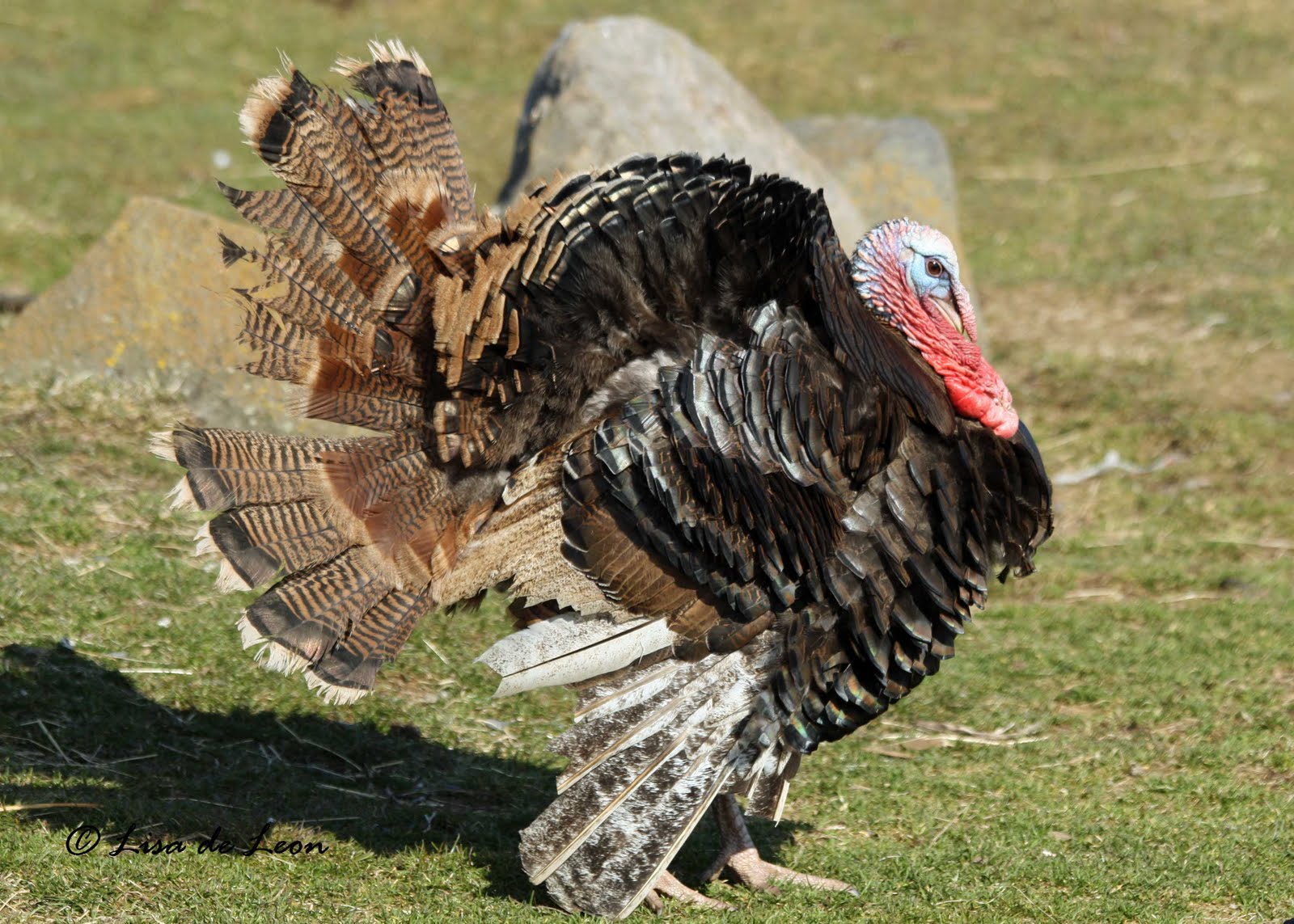 Birding with Lisa de Leon: Let's Talk Turkey