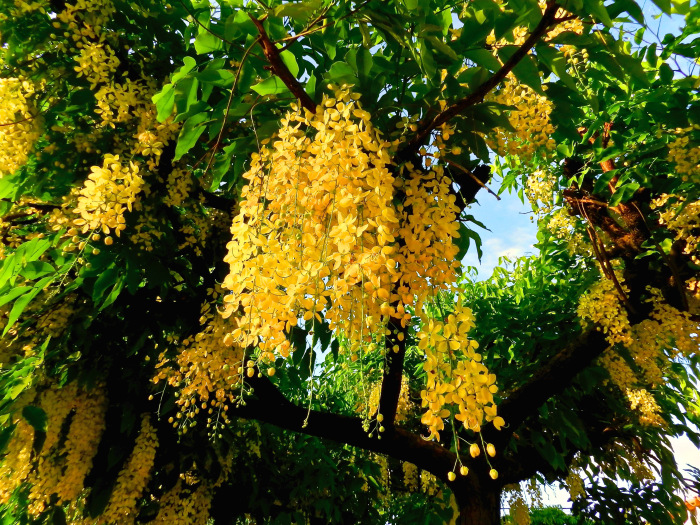 CRONICAS DE CUCUTA: 1038.- CUCUTA, CIUDAD DE LOS ARBOLES