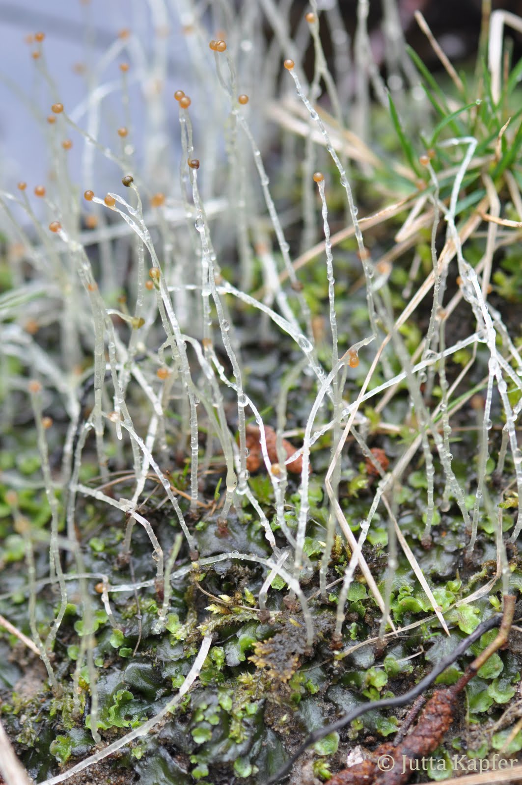 Bryophytes of Central and Northern Europe: Pellia epiphylla