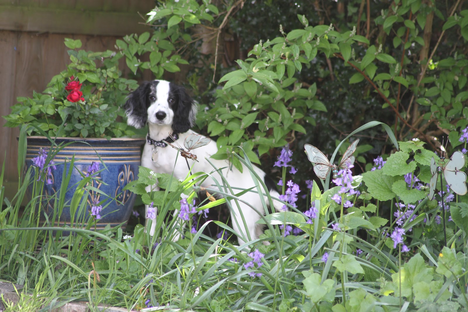 Molly, dog with a blog