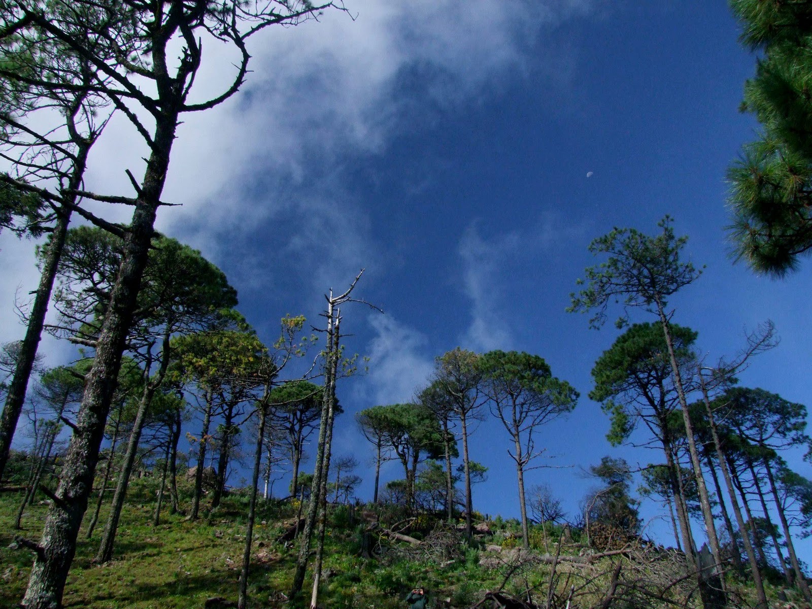 Jaime Ramos Méndez: Excursión al Cerro de Patamban - Reportaje gráfico ...