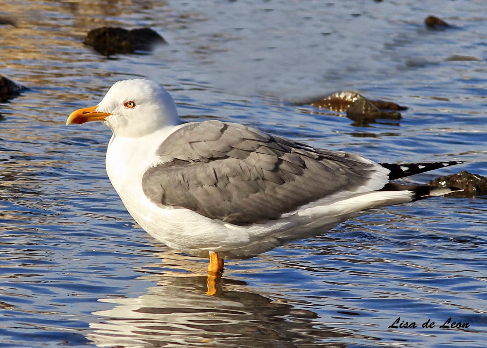 Birding with Lisa de Leon: Post #1000: Gulls of Newfoundland