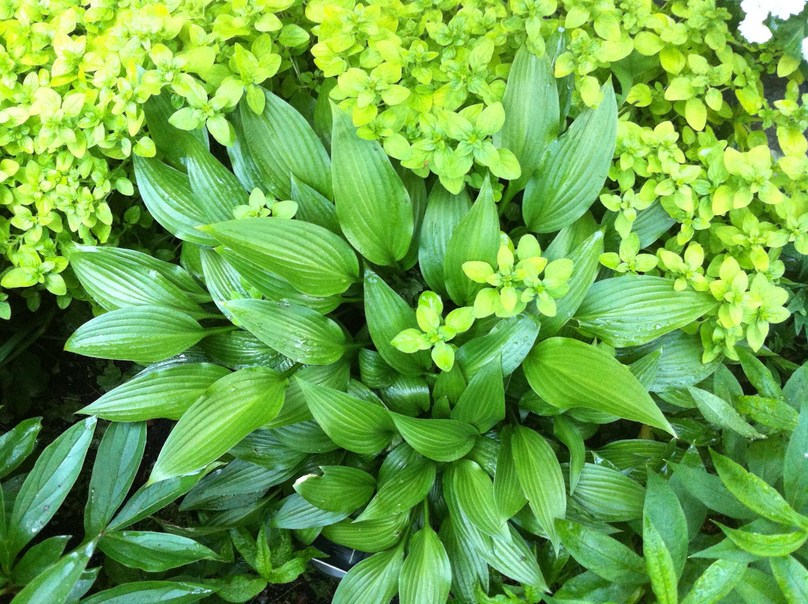 Sannas Värld: Hosta