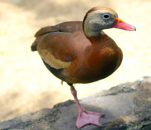 EL SALVADOR DE AYER Y HOY: "PICHICHE", esta variedad de pato hace ...