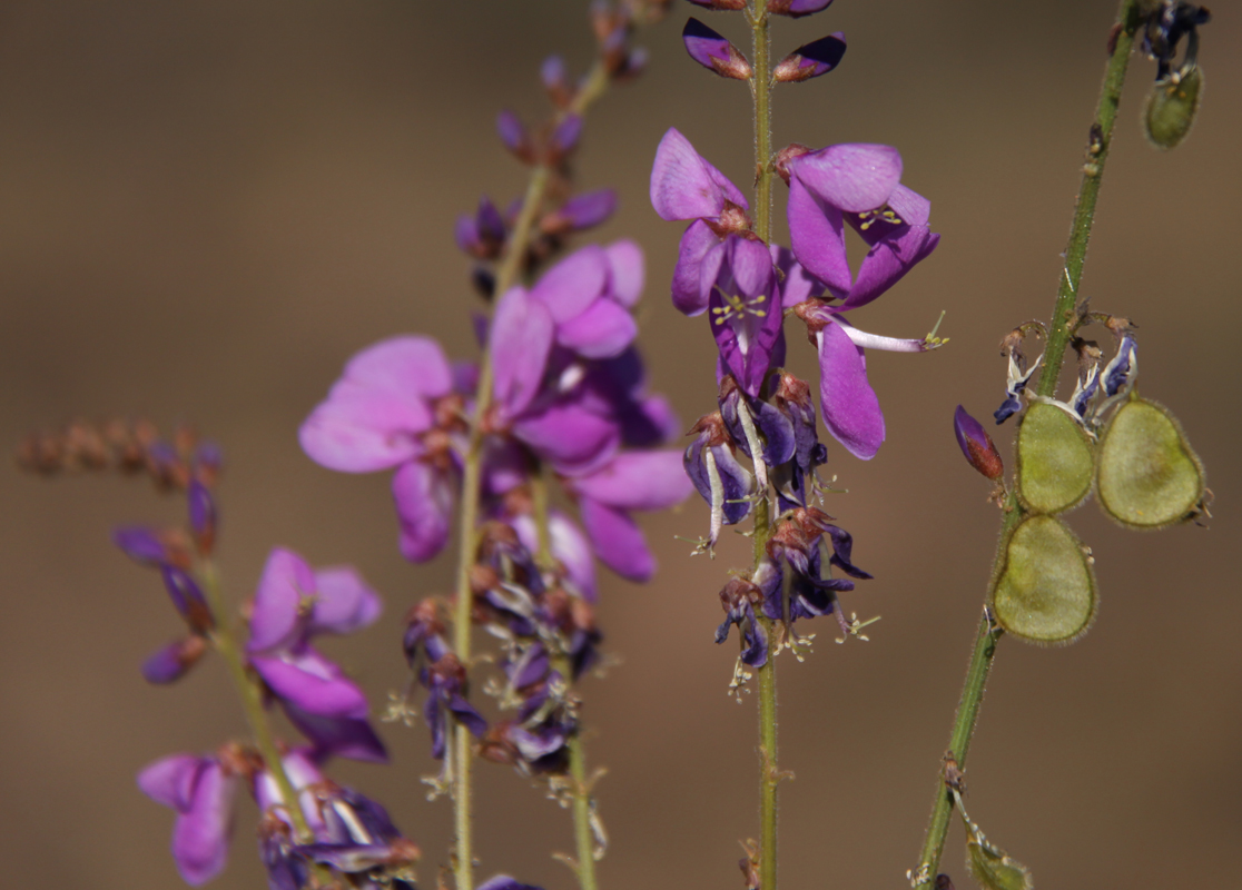 The Flowering plants - Leguminosae - Fabaceae: Papilionoideae