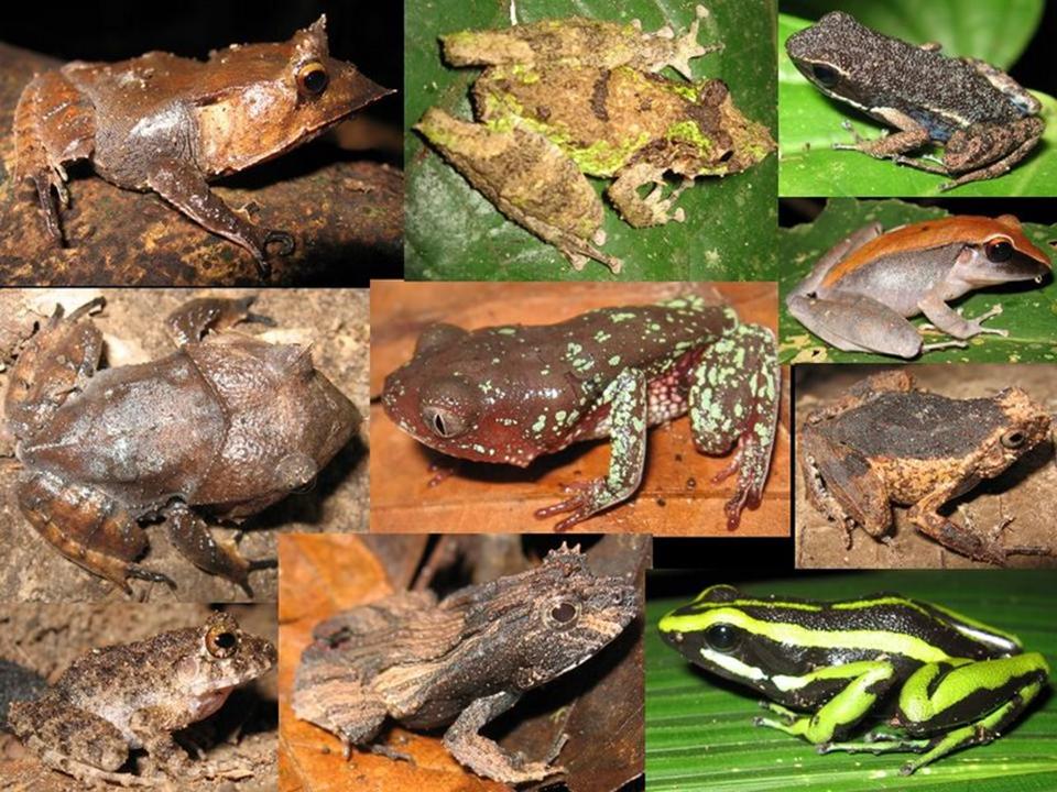 OS ANFÍBIOS | Enciclopédia Global™
