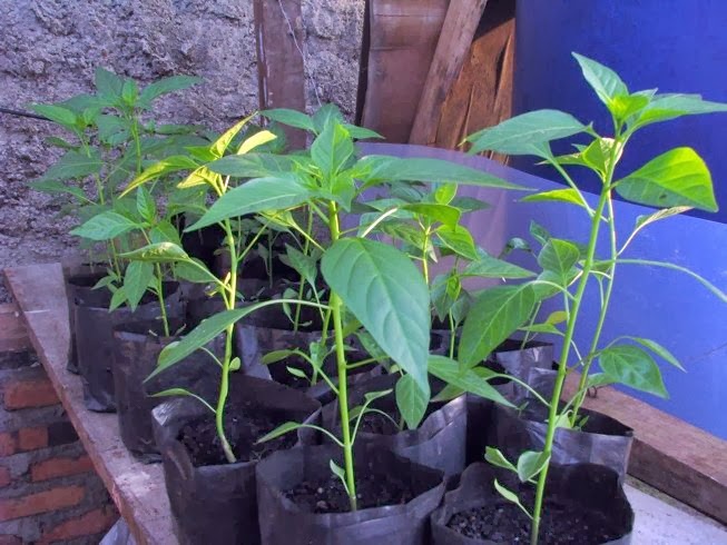 Tips Budidaya Cabe Agar Montok di Awal Tanam - BUDIDAYAKU