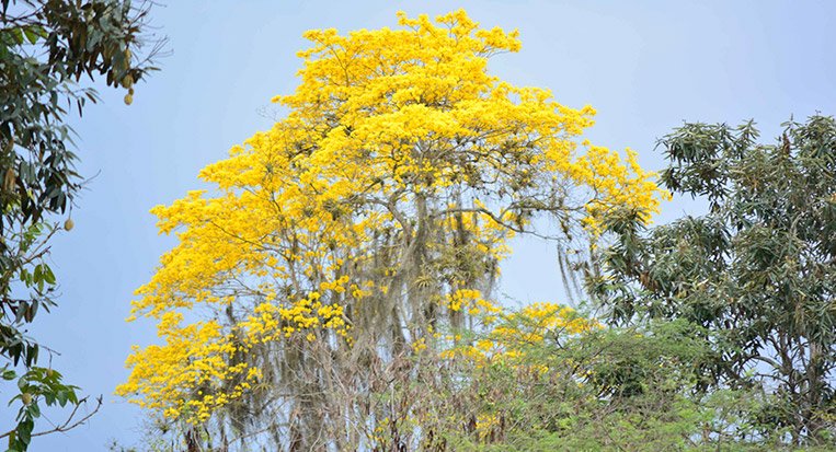 LUGARES TURISTICOS DEL CANTON ARENILLAS