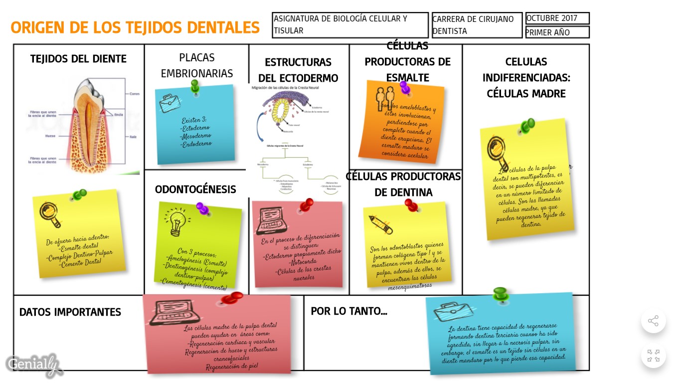 El origen del todo. Origen embrionario de los tejidos humanos ...