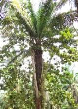 SEGREDO DAS FOLHAS: DENDEZEIRO