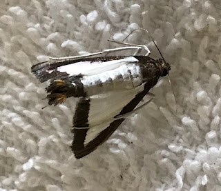 Vegetable and Fruit Gardening in SW Florida: Melon Worm Moth