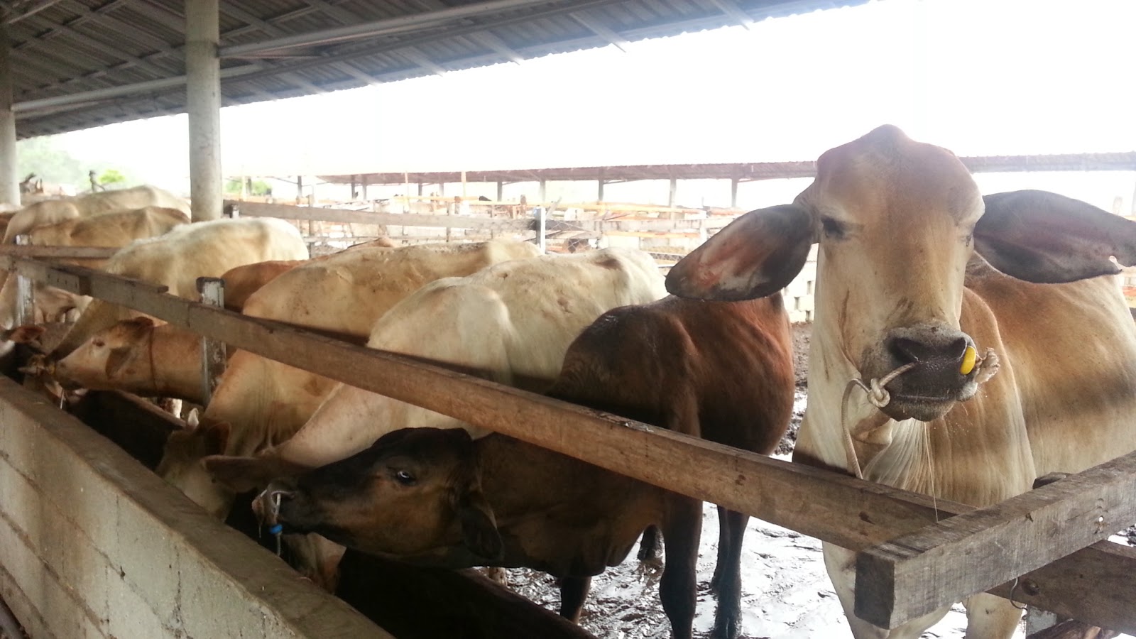 Ladang Ternak Lembu: April 2014