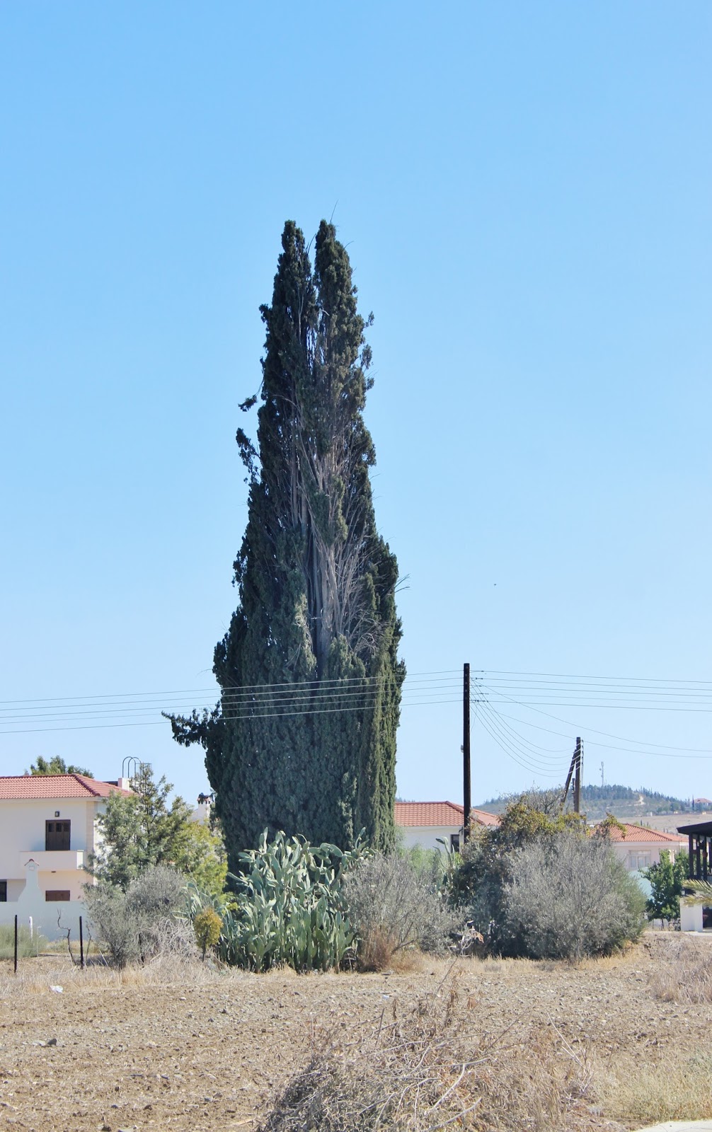 Biodiversity of Cyprus by NGO Protection of the Natural Heritage and ...