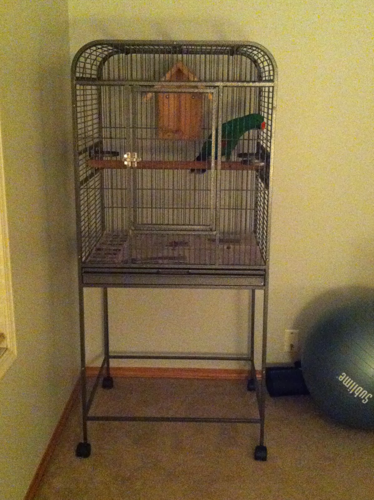 A Life of Green - Viggo the male Eclectus Parrot: What was that!?!?