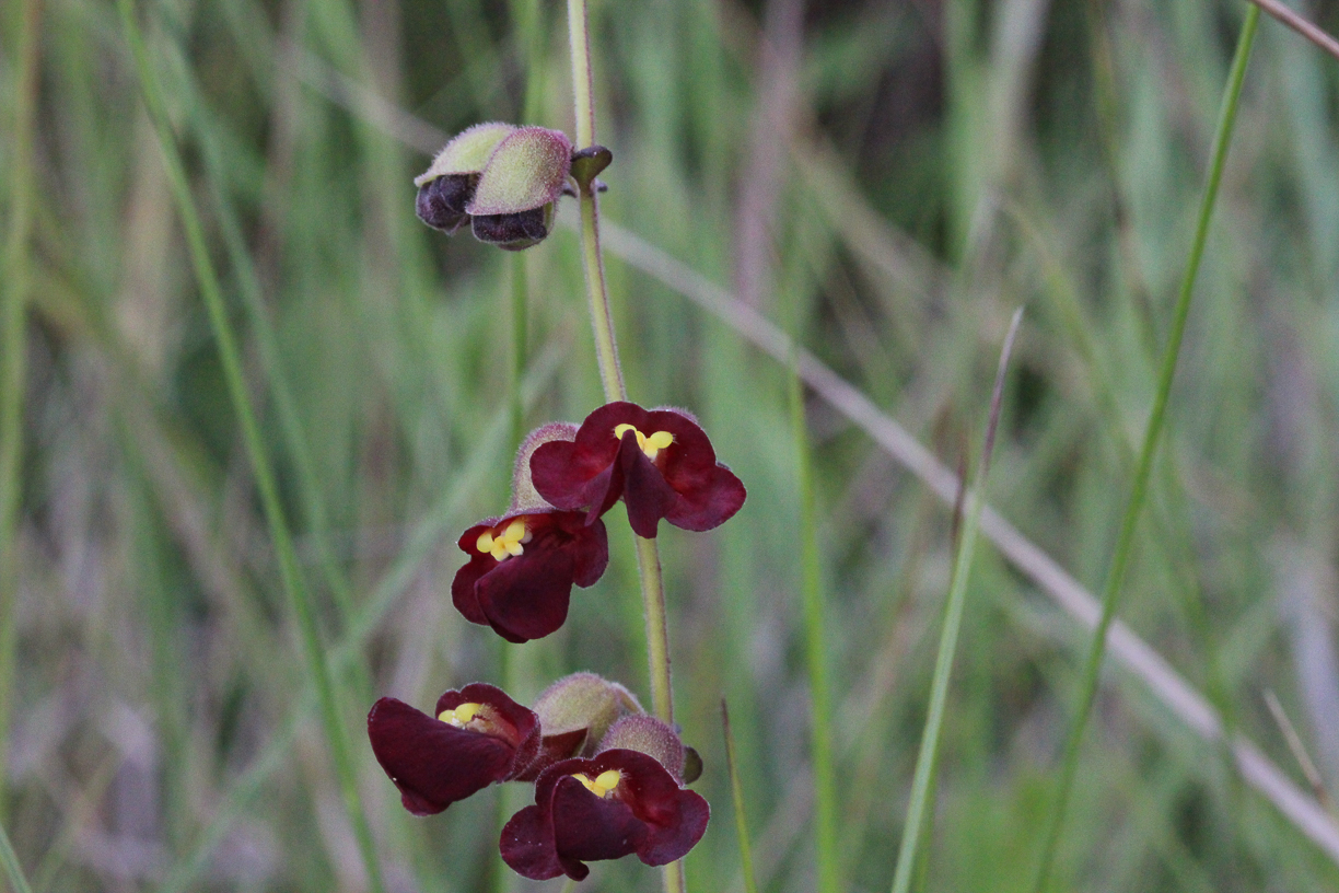 Pondoland C.R.E.W. Blog: Flowering now (January 2016)