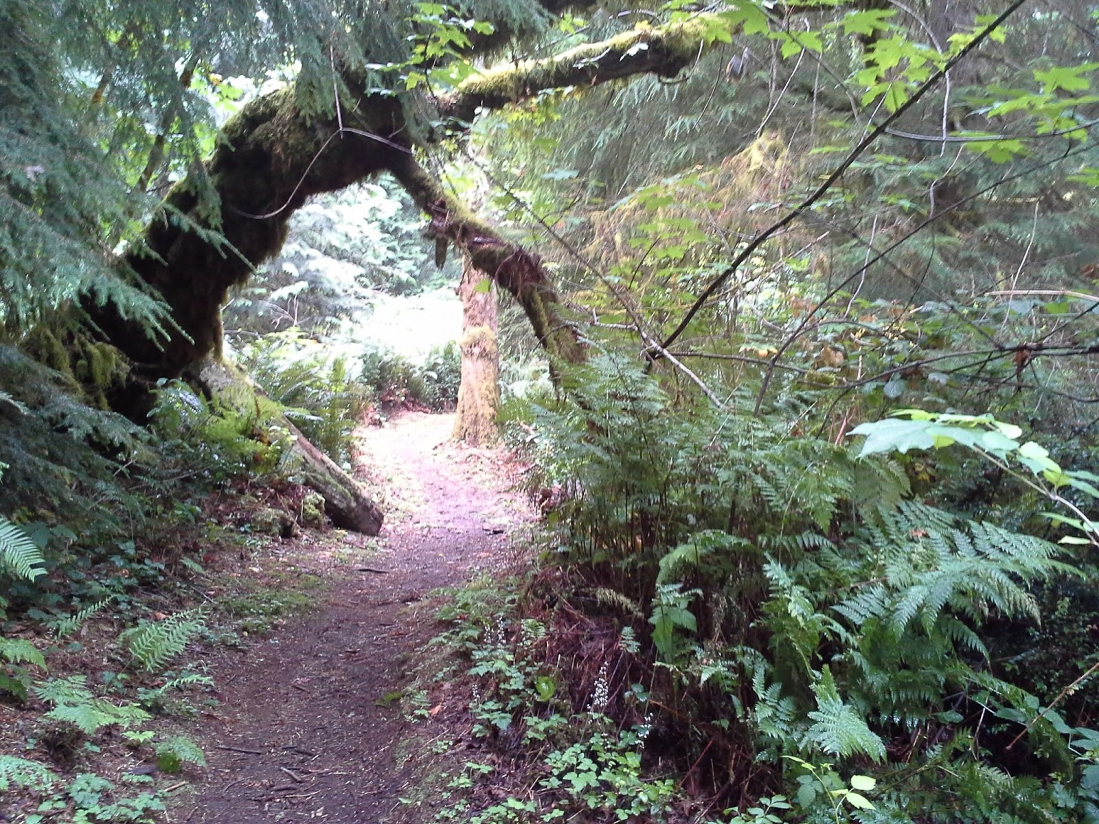 Studio Notes: Elf Island Journaling Society: the Art of Going in Many ...