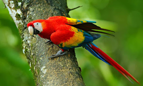 Red Parsley: Top Five Red Birds